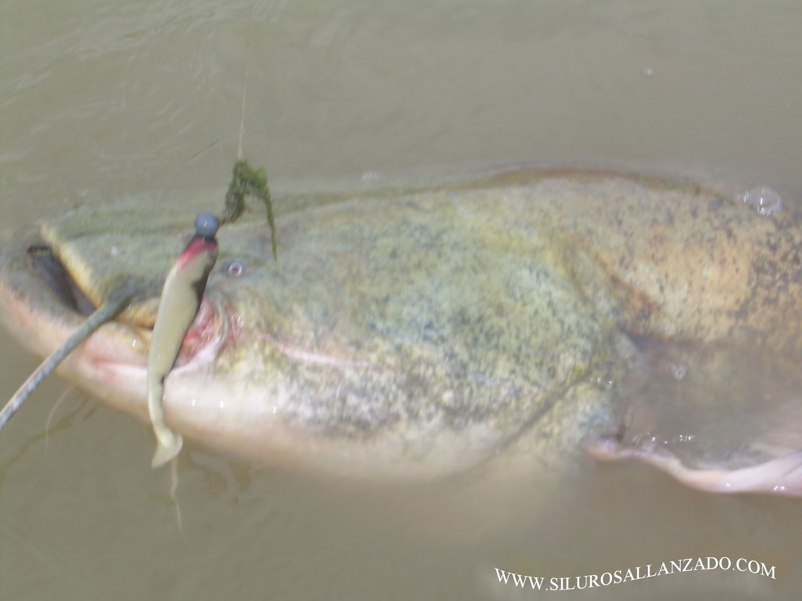 PESCA DEL SILURO EN EL EBRO: PESCA DEL SILURO A SPINNING