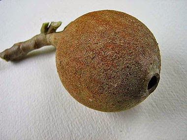 ATLAS BOTÁNICO AMAZÓNICO: Huito