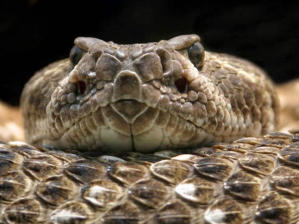 Observatorio de la Cronosfera: Los movimientos de la gran serpiente (IV)