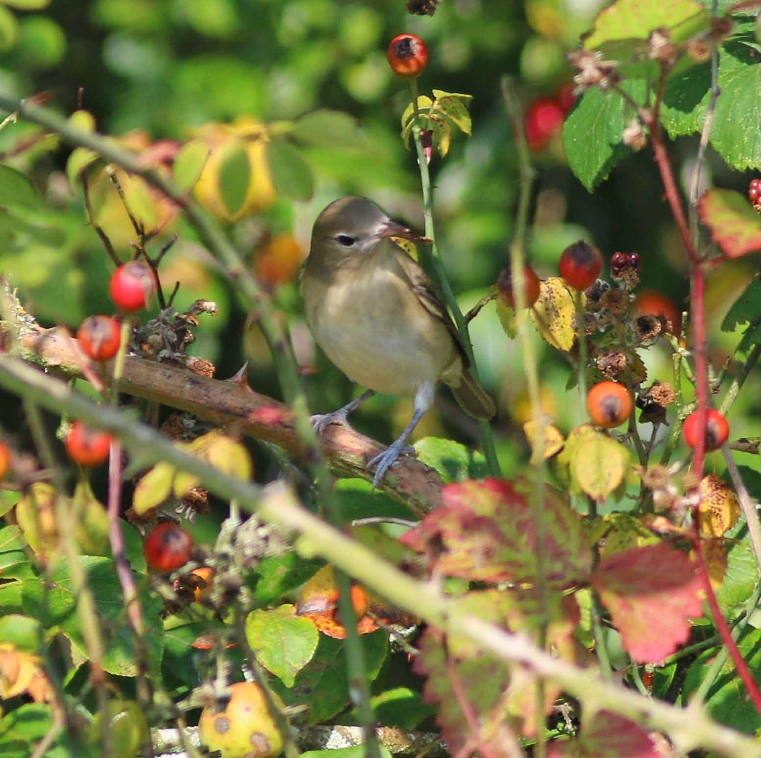 Nature in the Heart of England: Upper Wardington: lesser black backed ...