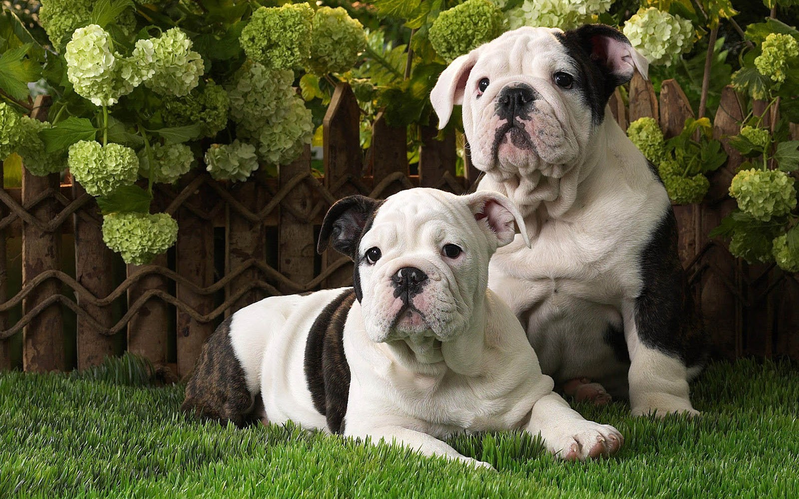 40 prachtige honden foto's