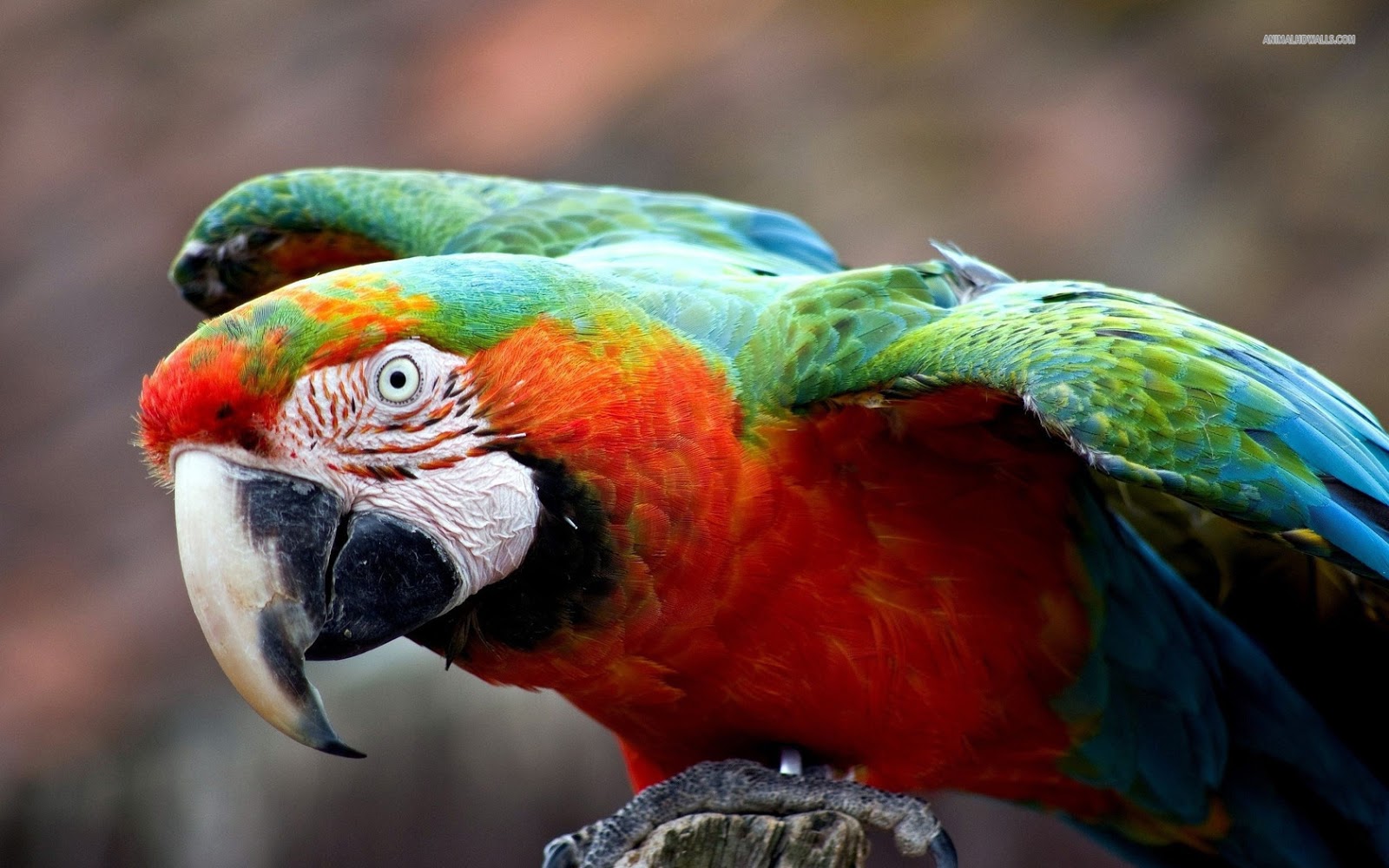 Harlequin Macaw