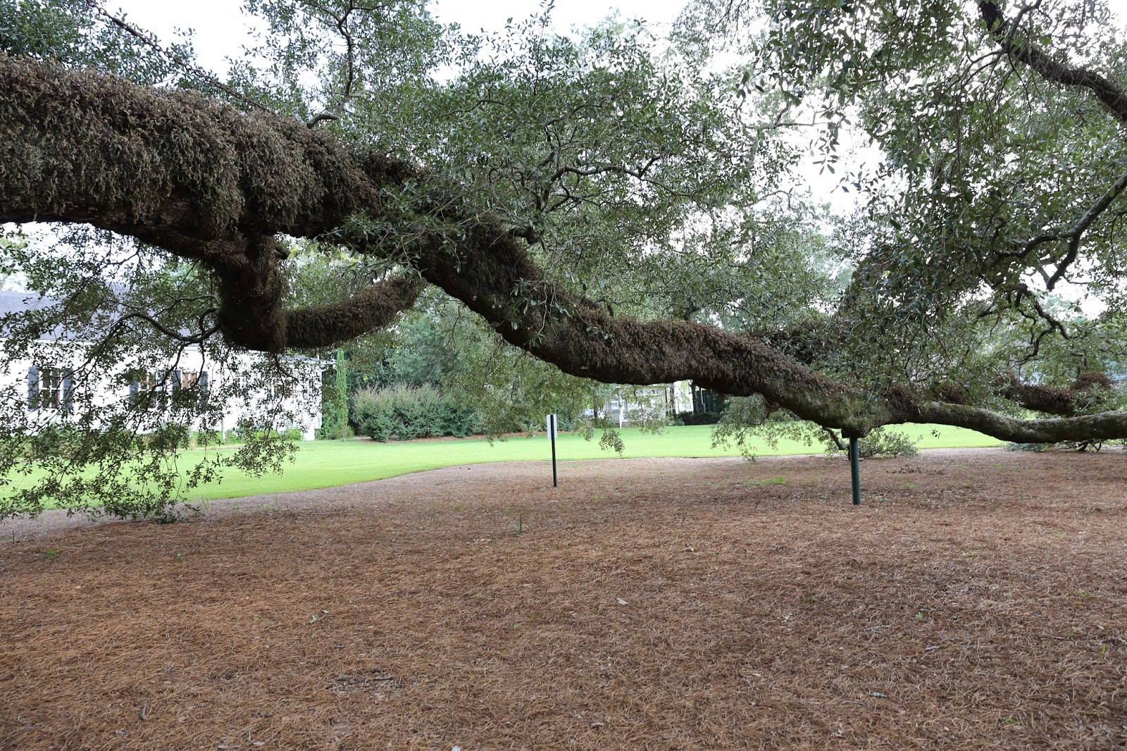 Sweet Southern Days: The "Big Oak" in Thomasville, Georgia