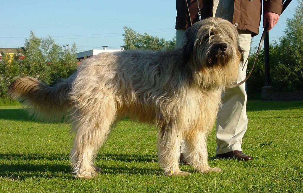 Armant shepherd dog: أسرار وتفاصيل الصراع على الكلب الأرمنتى