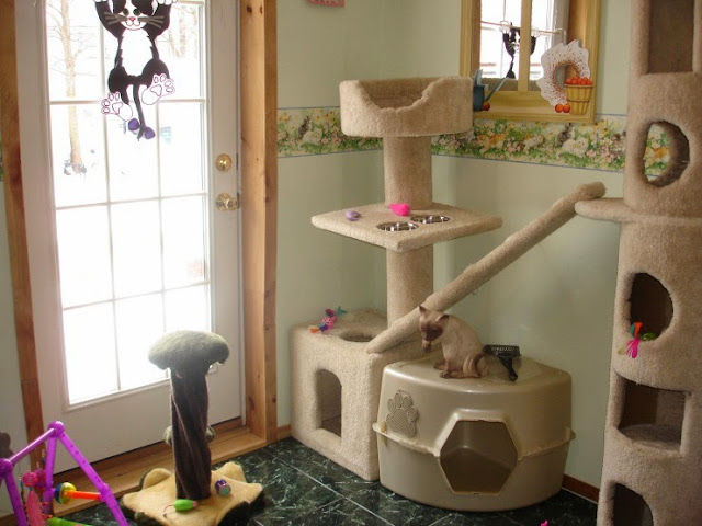 Pets N More: Top 10 Things To Do Before Bringing Kitty Home