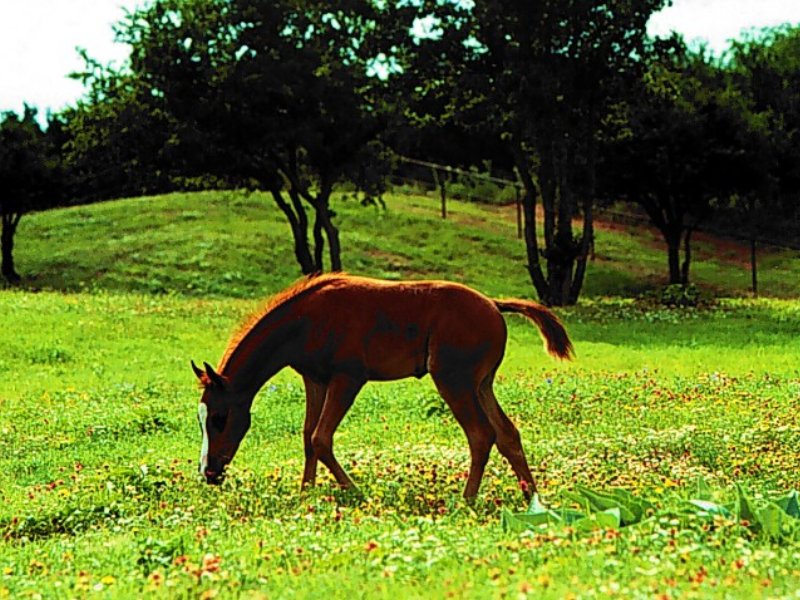 AT RESİMLERİ-Manzaralar