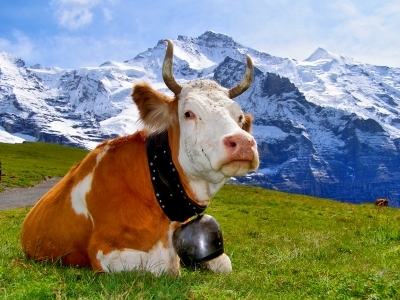 Expat Adventure: Favorite Things: Swiss Cows
