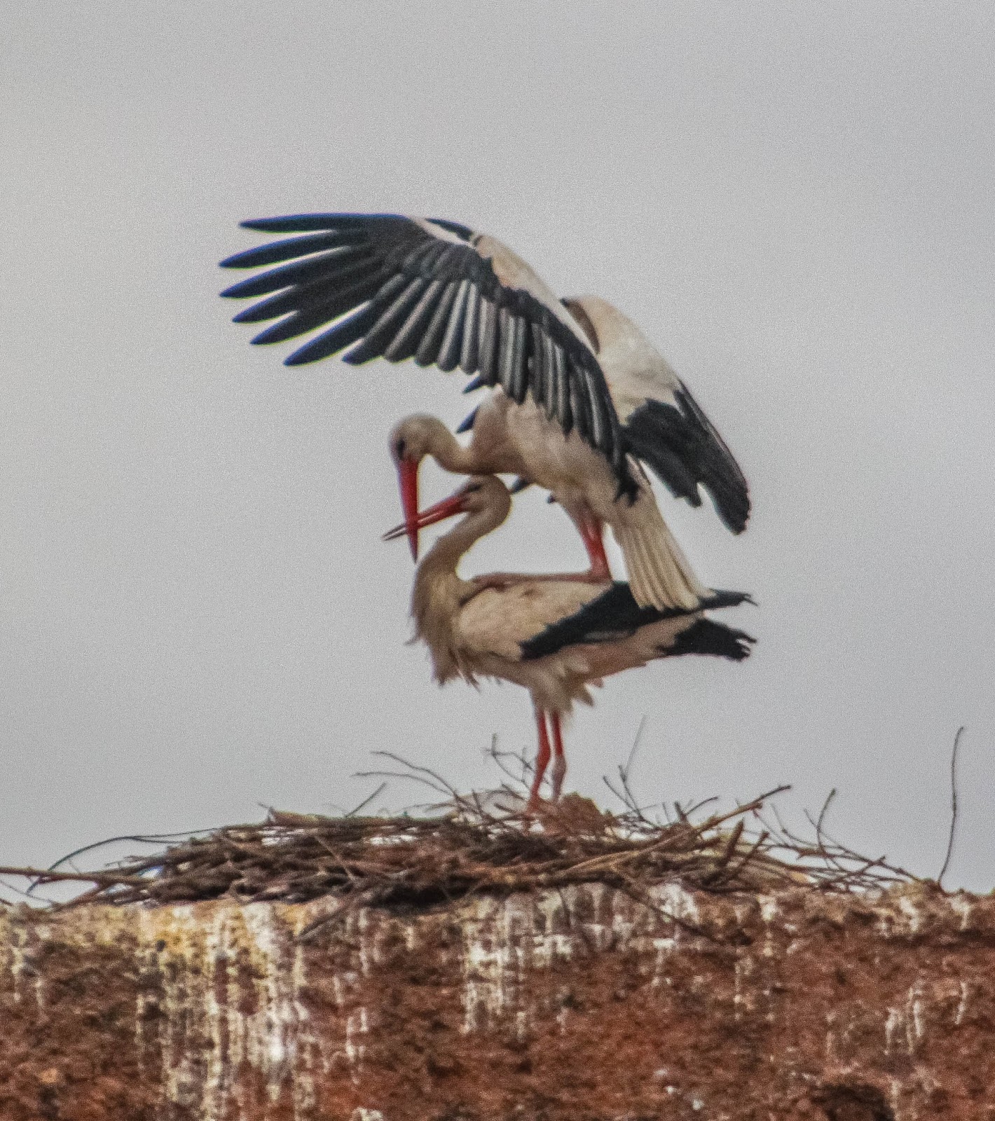 Cannundrums: White Stork - Morocco