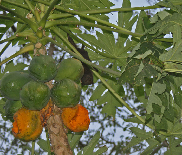 Susan A Eames - Travel, Fiction and Photos: Insect Mini-Series ...