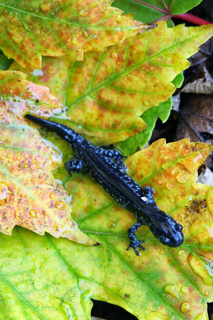 Isabella Conservation District Environmental Education Program: Native ...