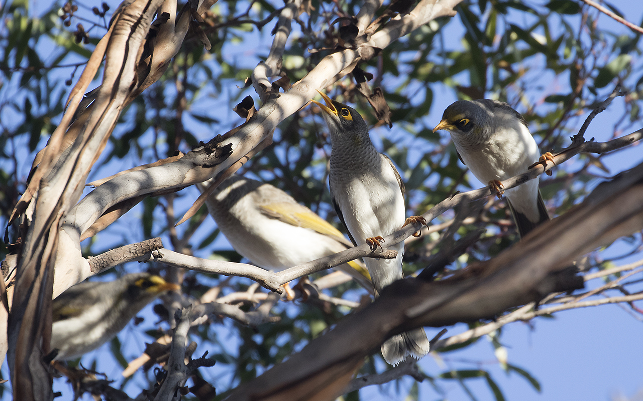 Dave and Sue's South Aussie Big Year : Big Year birding........the ...