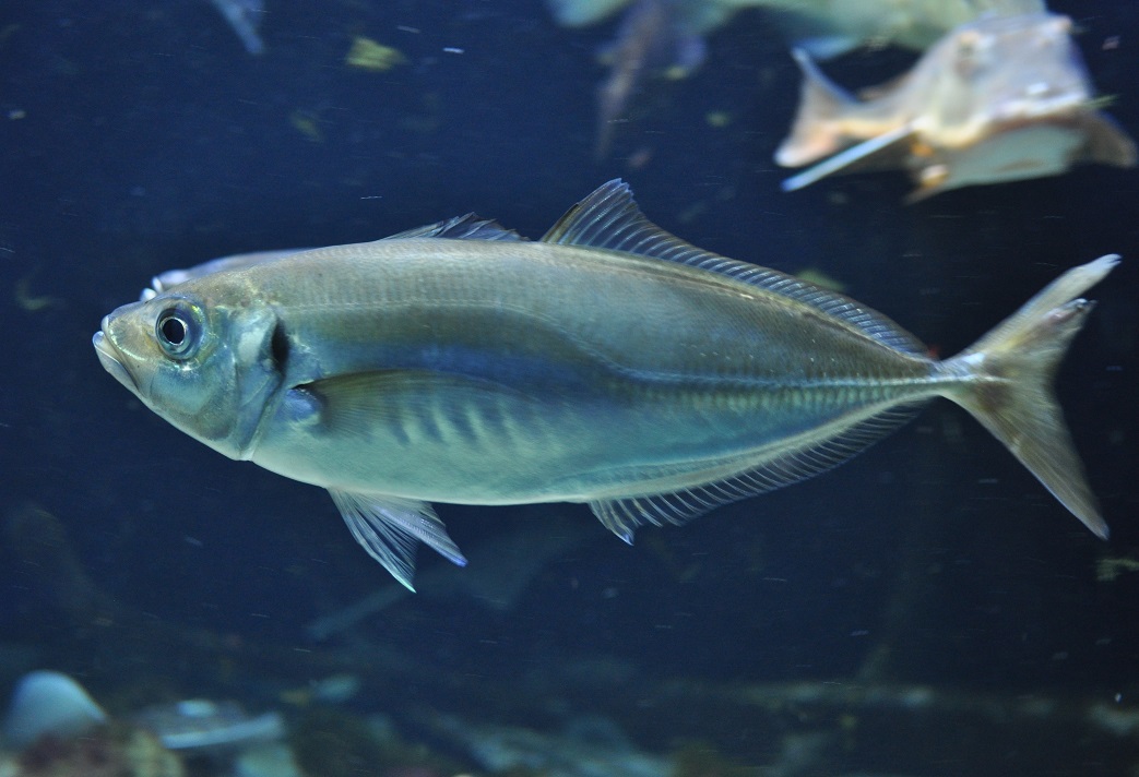 ZOOTOGRAFIANDO (6.100 ANIMALS): JUREL / ATLANTIC HORSE MACKEREL ...