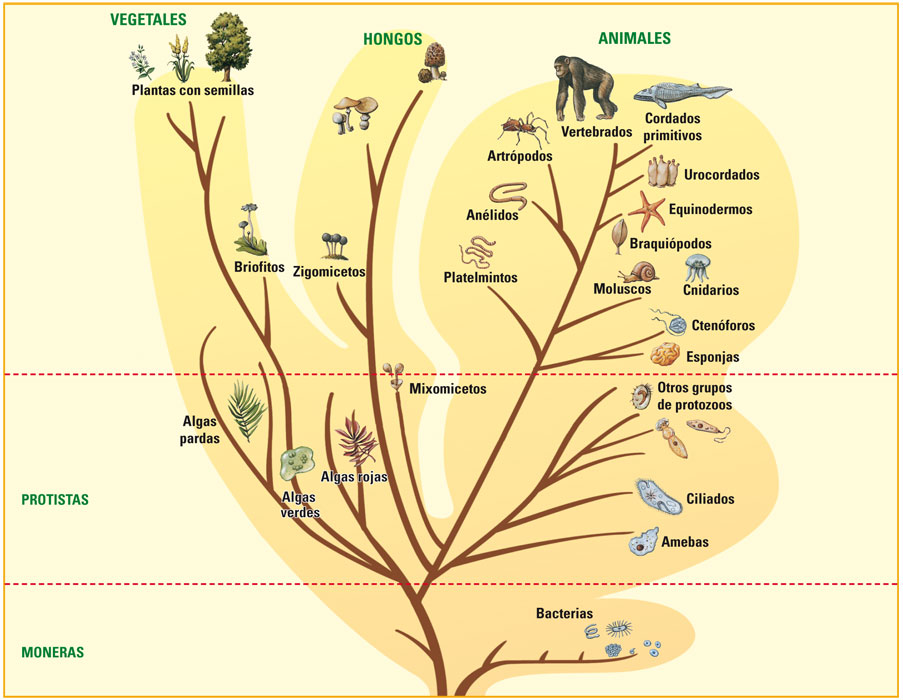 Biología grado octavo : IMÁGENES GUIA 1.2 . Imágenes tomadas del libro ...