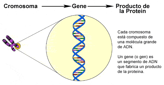 Genética Bioquímica