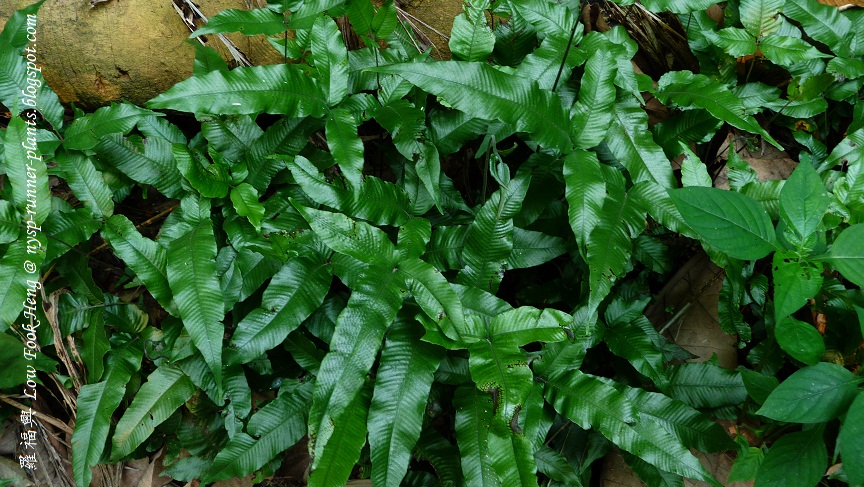 馬來西亞熱帶雨林: Pronephrium 新月蕨屬