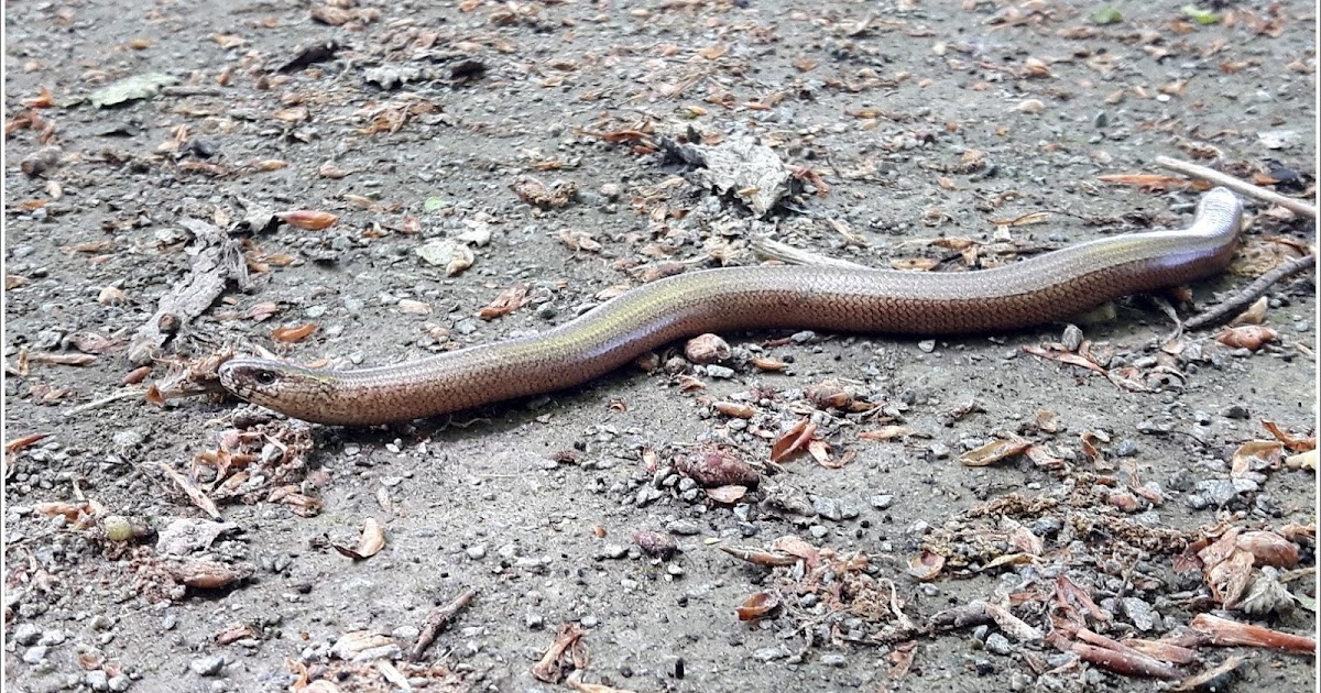 Studio Kwaak: De hazelworm (Anguis fragilis) waargenomen.