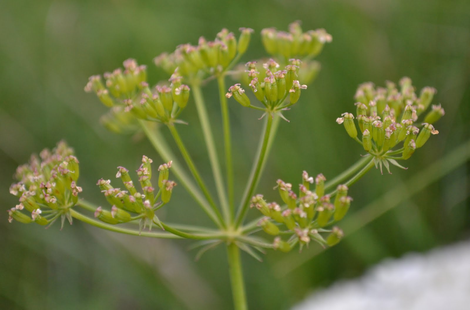 Walks among Flowers: Buckinghamshire/Bedfordshire: Ivinghoe Beacon to ...