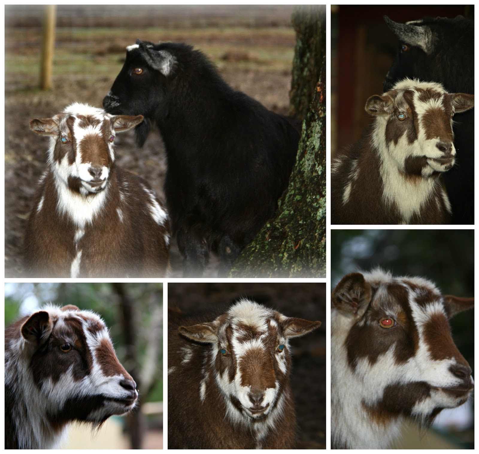 My life with the critters: RASTA and the Goat(s) of Many Colours