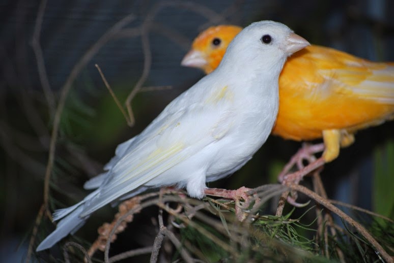 Handling Canary Bird Hospital