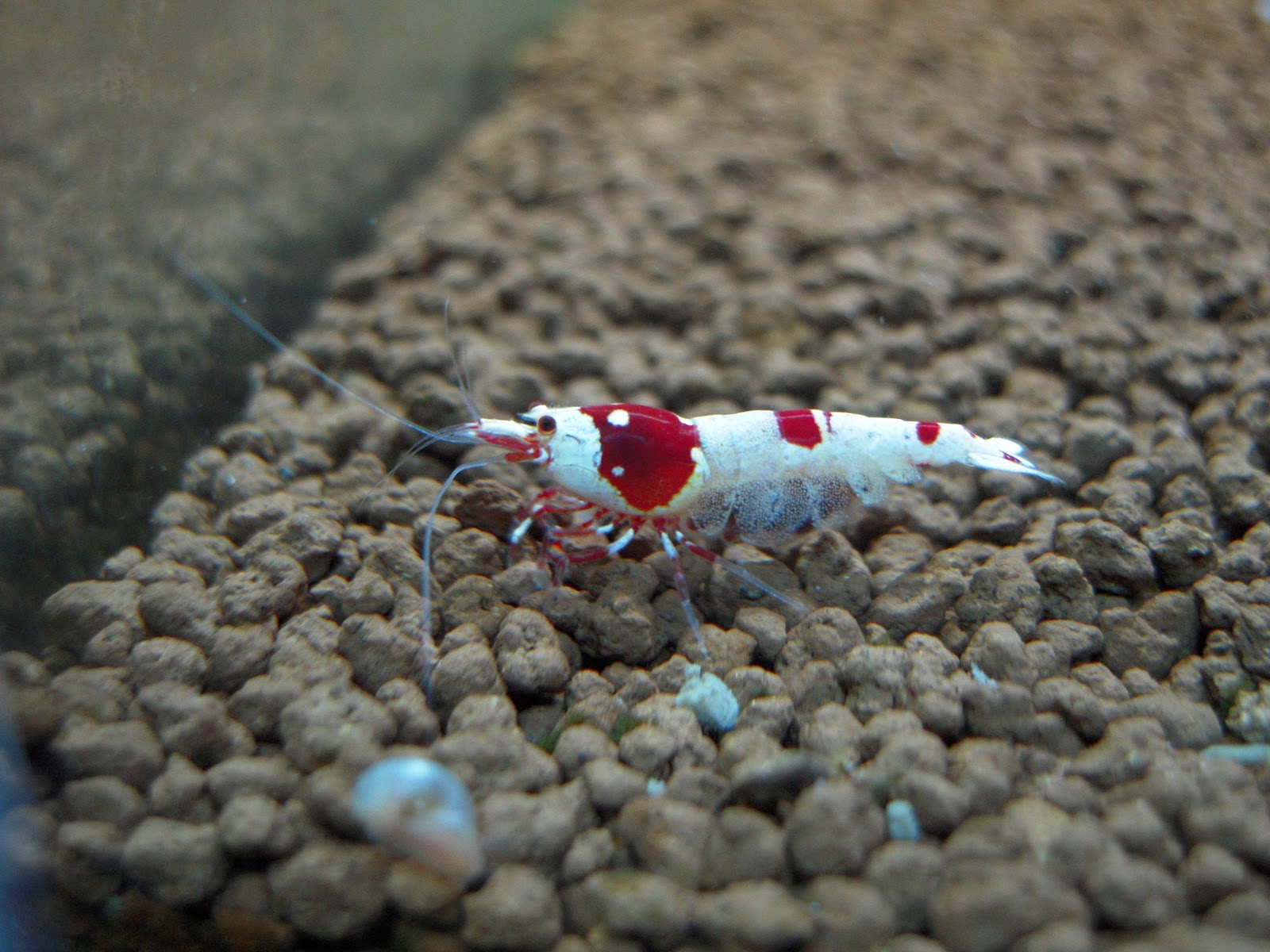 Crystal Red Shrimp: F1 Ebiten Crystal Red Shrimp