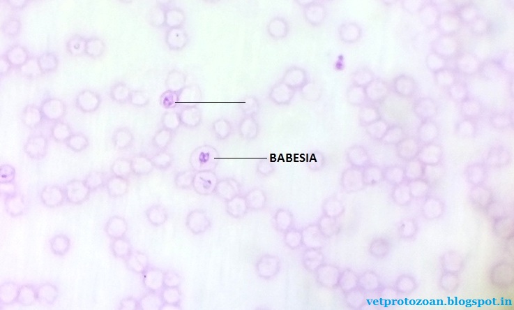 VETERINARY PARASITOLOGY: BABESIOSIS