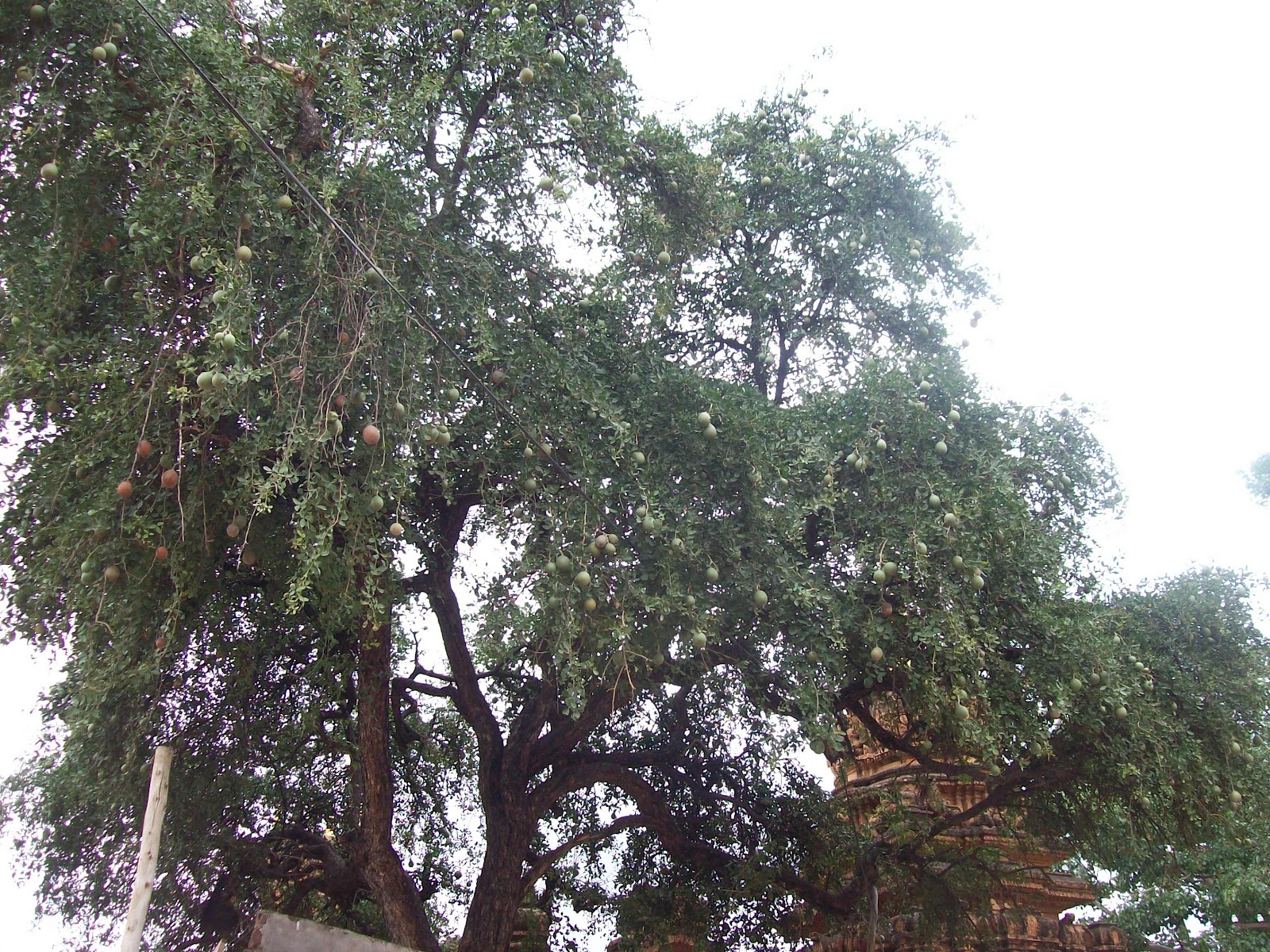 gardentropics: Our World Tuesday- the Versatile Bael