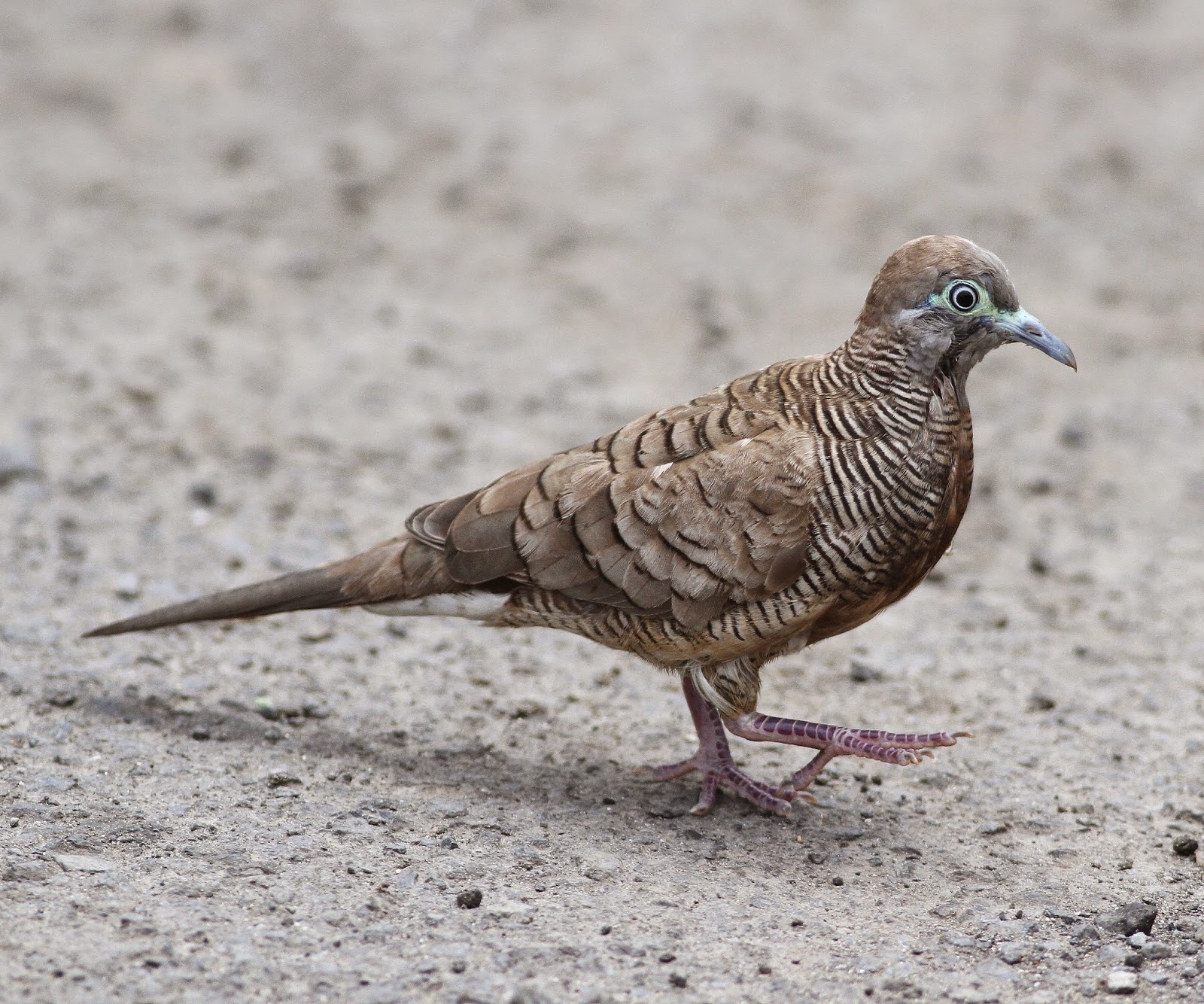 Birding Poole Harbour & Beyond: 3 Nov 14 - More Introduced Birds In Tahiti