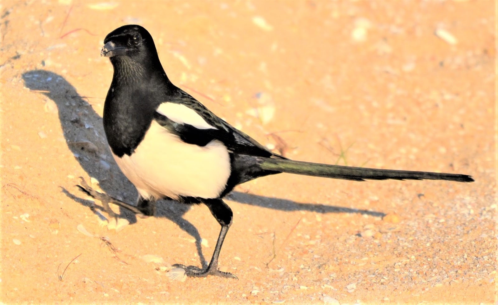 Imagens da vida animal: Pega-rabuda (Pica pica)