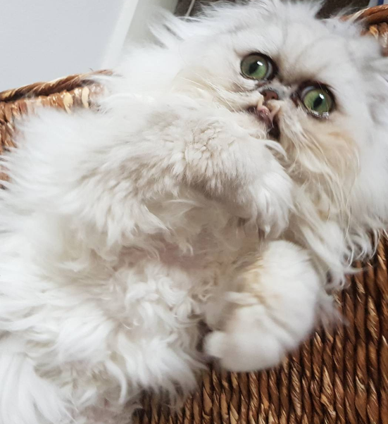 People Were Concerned About Wilfred The Cat, So We Got Answers - Best Pets