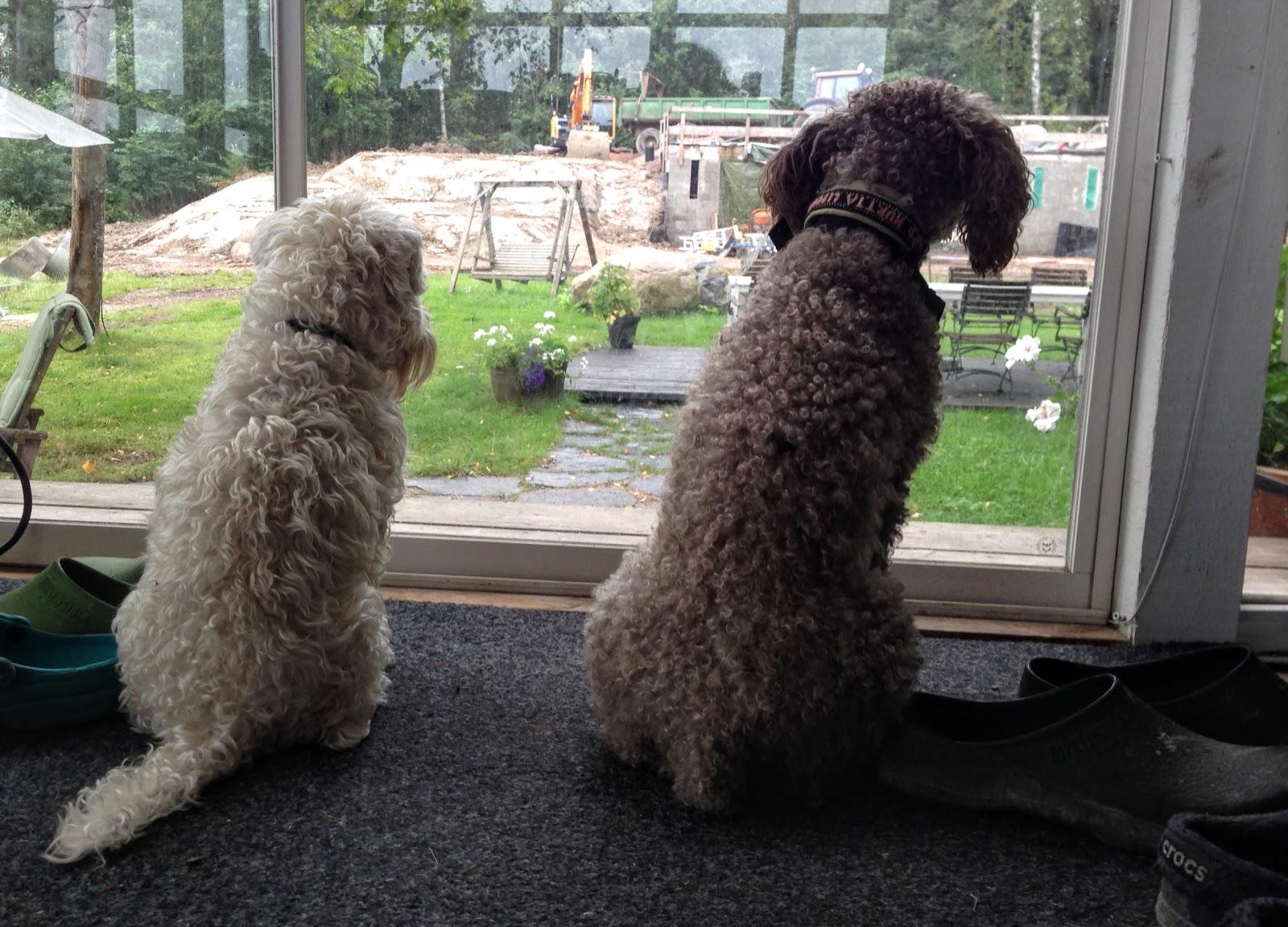 Mummin matkassa: Koiran paikka