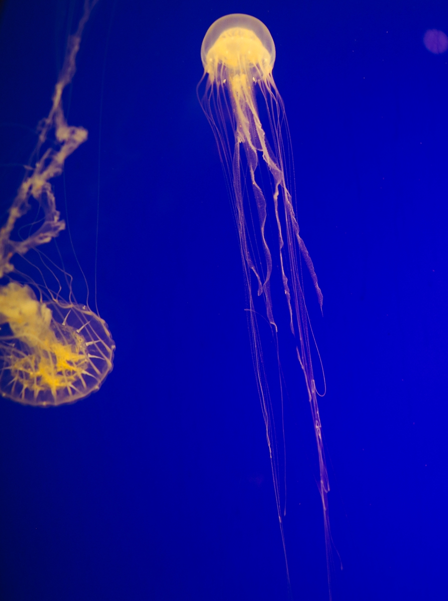 under the deep sea | The Colorful Living Project