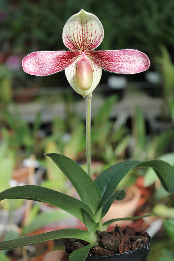 Orchid ID: Paphiopedilum godefroyae var. ang thong x Paphiopedilum lowii