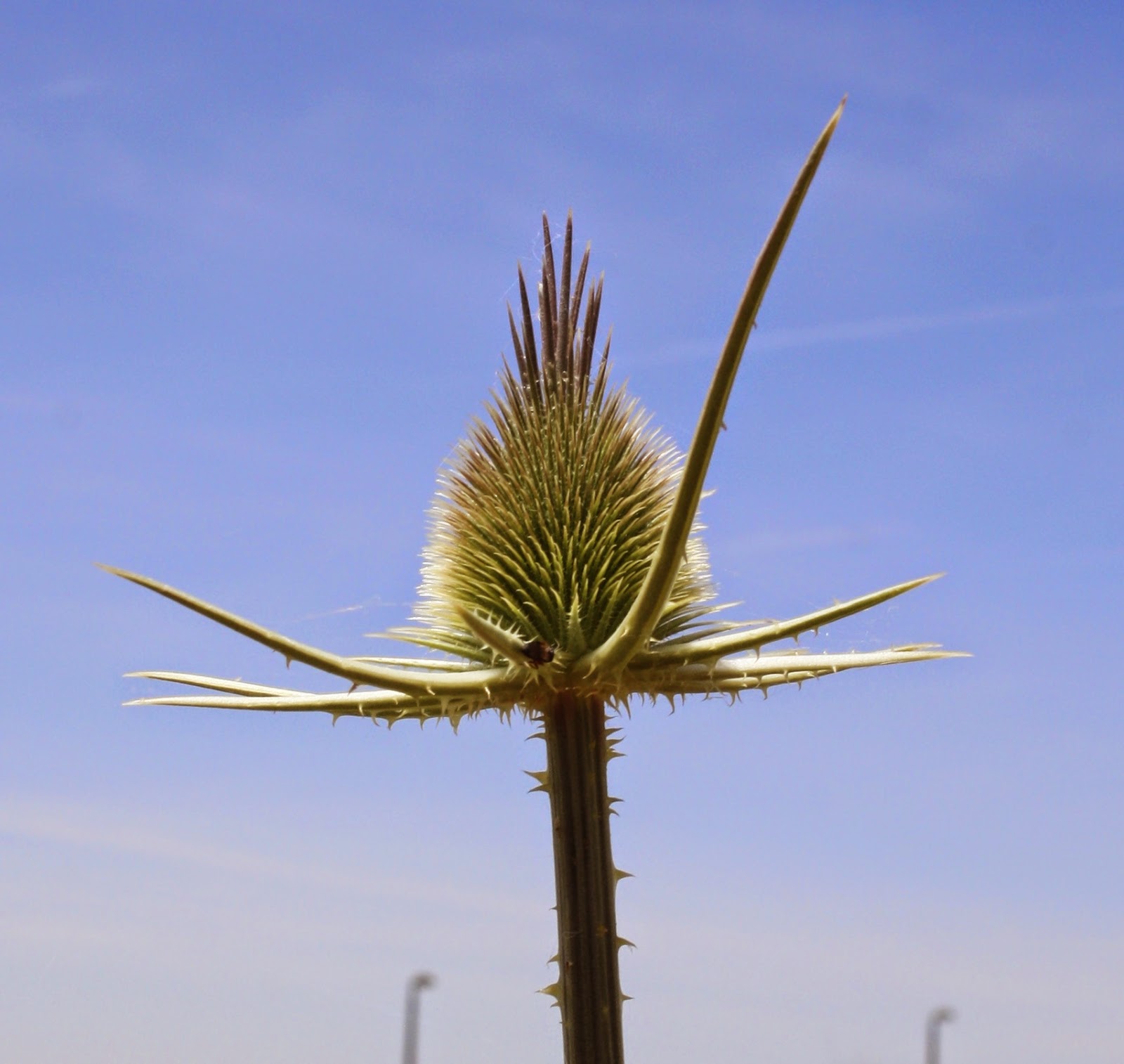 Plantas: Beleza e Diversidade: Cardo-cardador (Dipsacus fullonum)