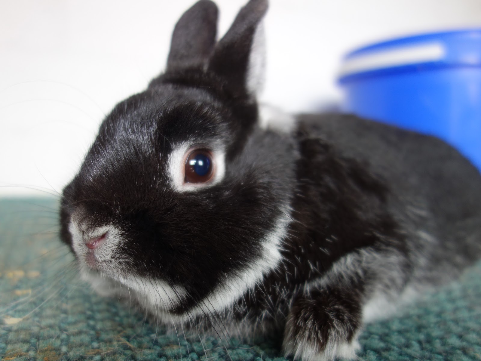 Kleintierzuchtverein Estenfeld 1909 e.V.: Farbenzwerge - Weißgrannen ...