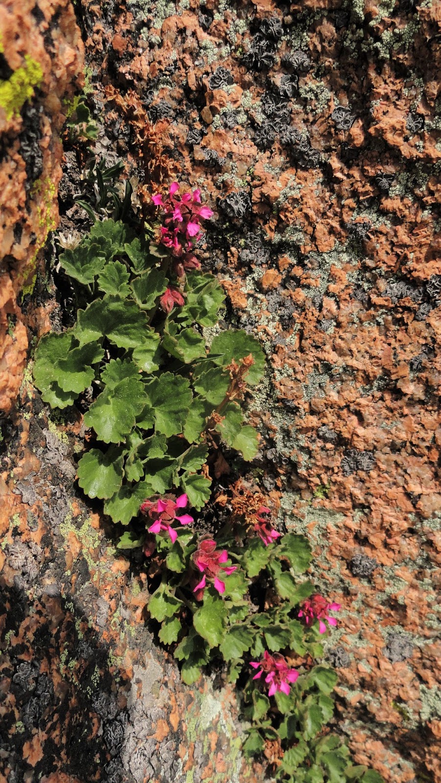 Prairiebreak: Colorado! or bust (Mementos from EXACTLY five and a half ...