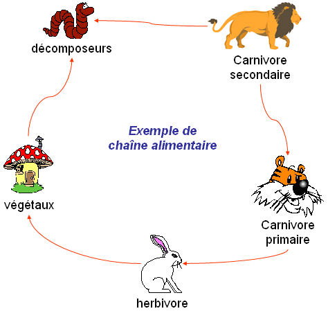COURS MOYEN 1 COLE SAN ANTON