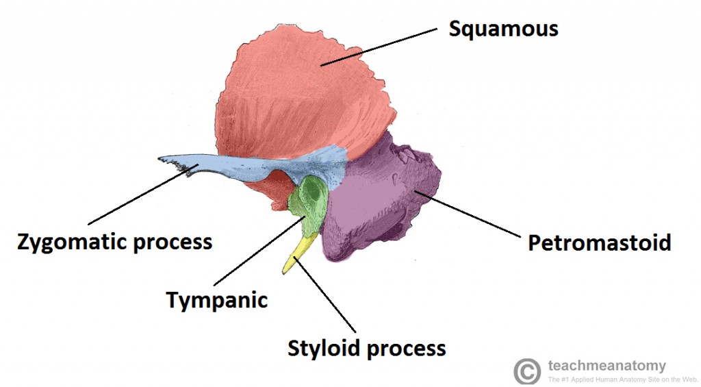 Anatomy Made Easy : Lateral View of Skull