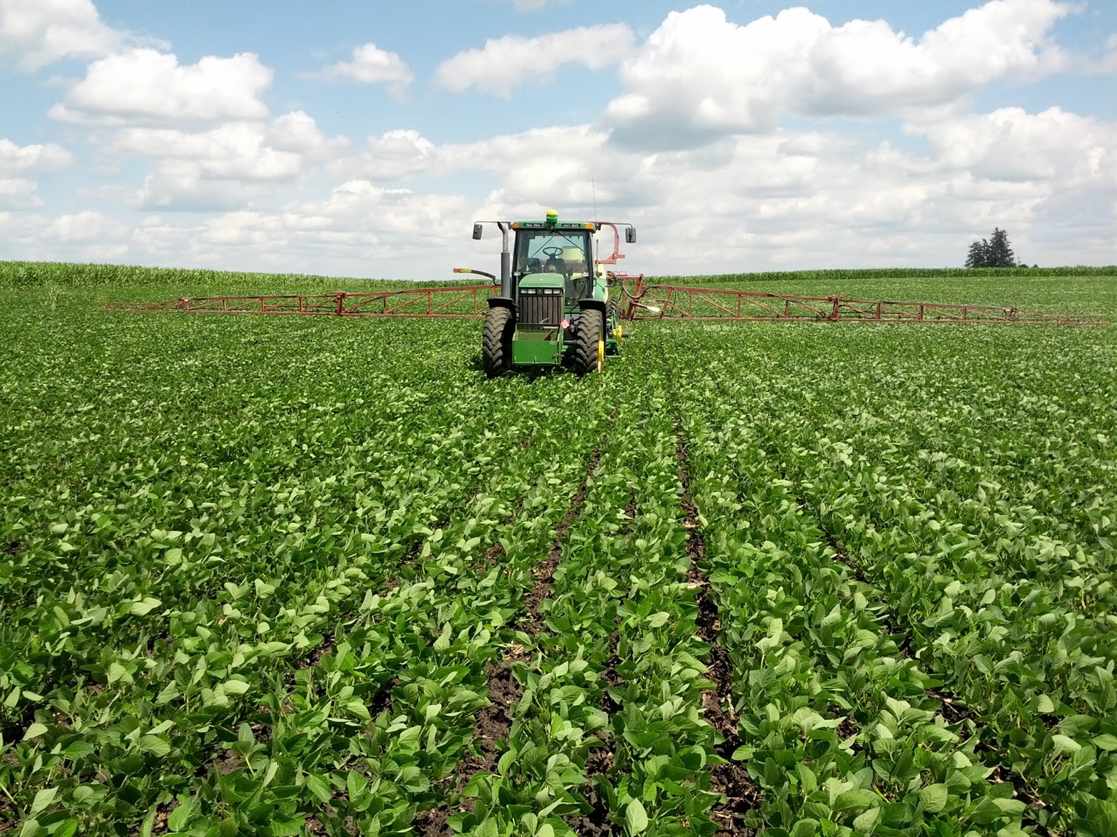 Mengenali Kumpulan Tumbuhan Kekacang (Bean) |MyRokan