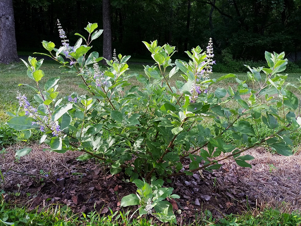 Future Plants by Randy Stewart: Vitex - the Chaste Tree family