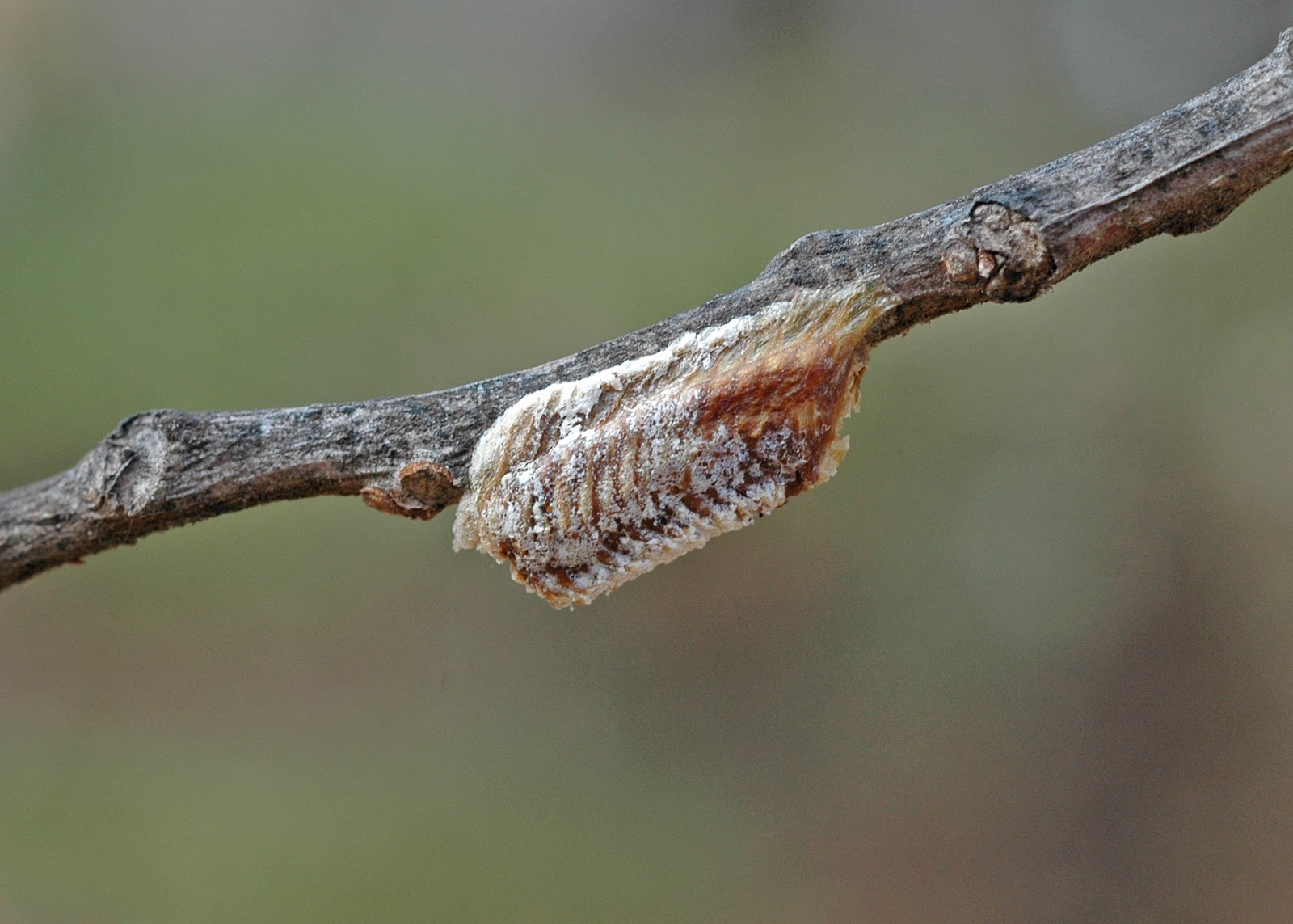 Northern Pecans: Beneficial insect egg masses on pecan trees.