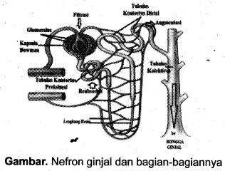 Ringkasan Materi IPA SMP: Sistem Organ Pada Manusia - Bagian 5 (Materi ...