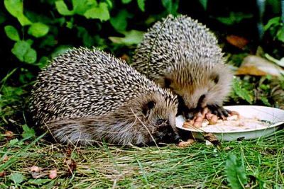 Amazing Hedgehog - Hedgehogs Facts, Photos, Information, Habitats, News ...