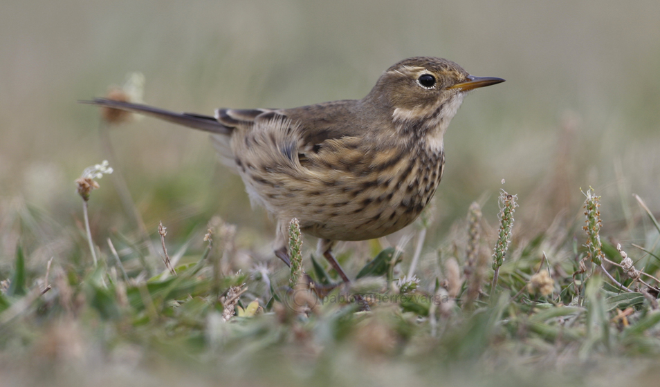 Vuelvepiedras. Aves del interior peninsular y más allá: MEGA - Anthus ...
