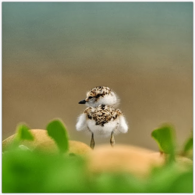 Cute Little Creatures