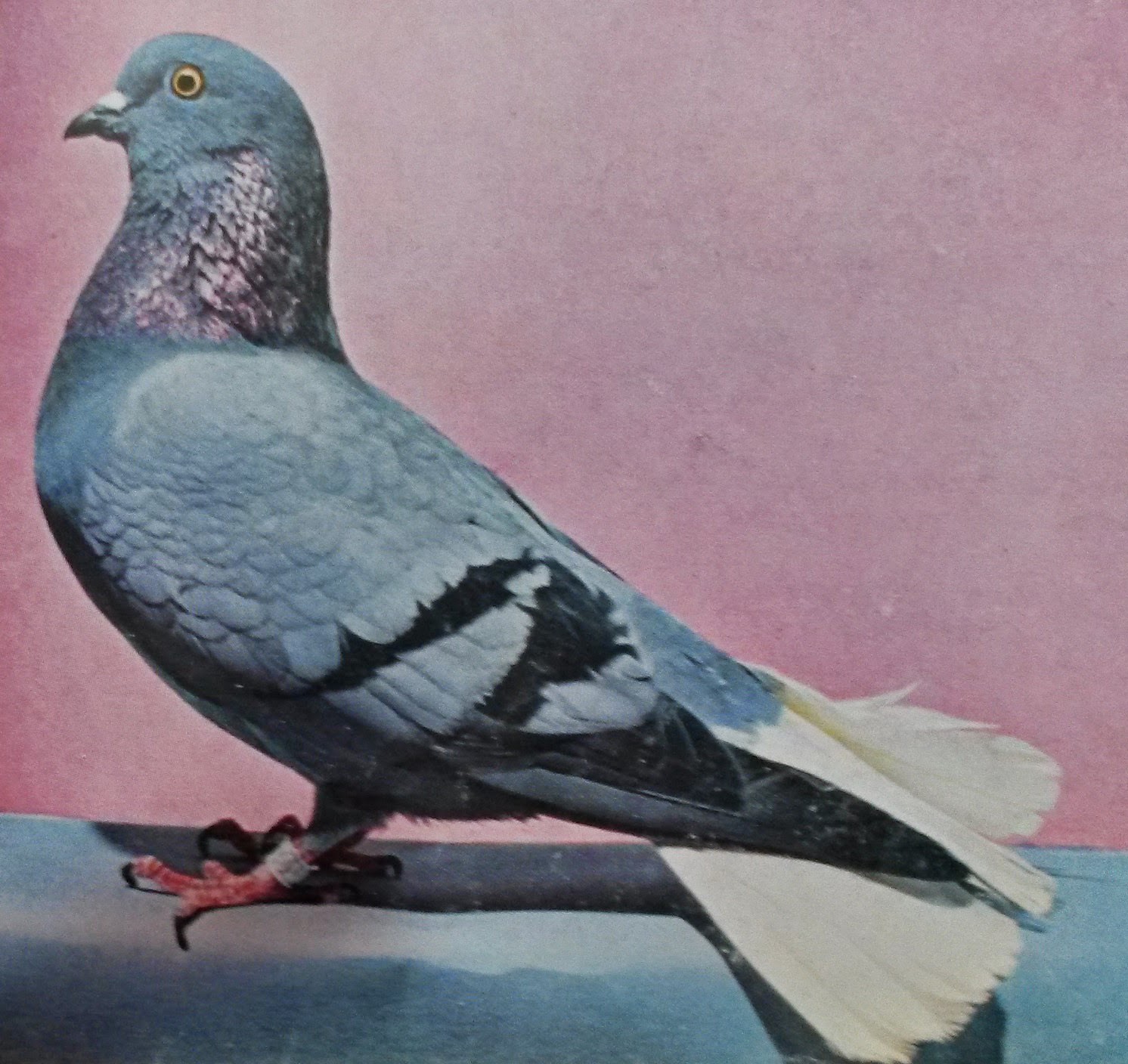 Syrian Fantail Pigeon origin description size ornaments colors comment ...