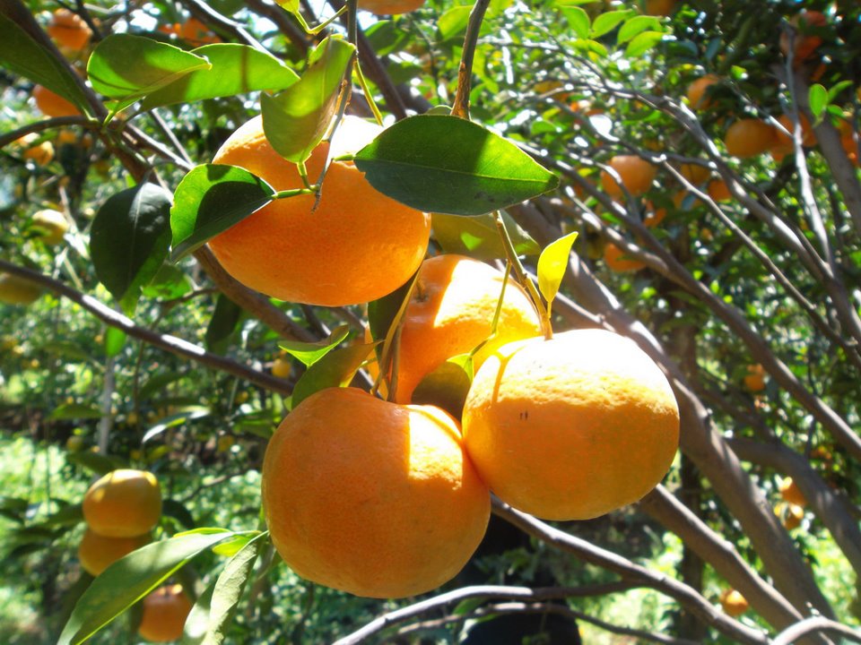 Kebun Jeruk Keprok: JERUK IMPOR PUKUL JERUK LOKAL