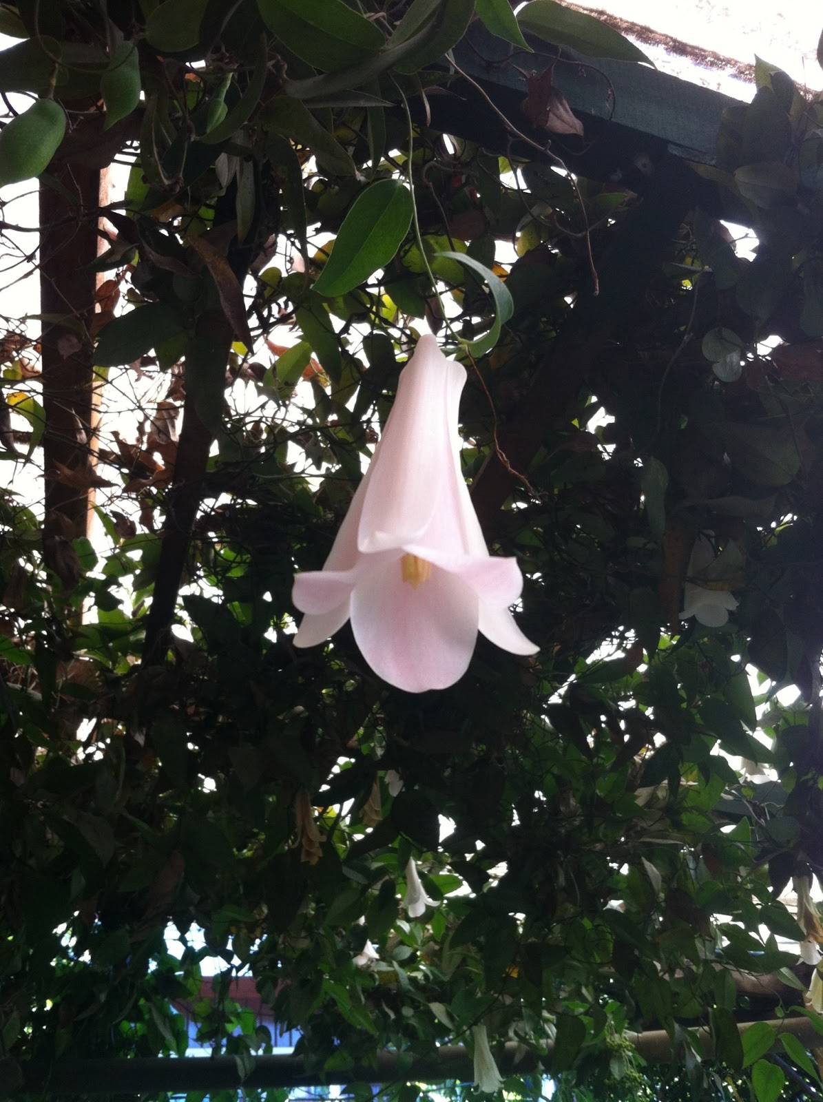 Chile: Leyenda del Copihue