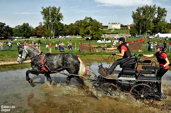 Percheron International: Le Percheron Dans Tous Ses États