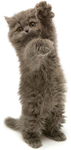 13 Foto Imut Kucing Sedang Berdiri | Nyatanya.Com