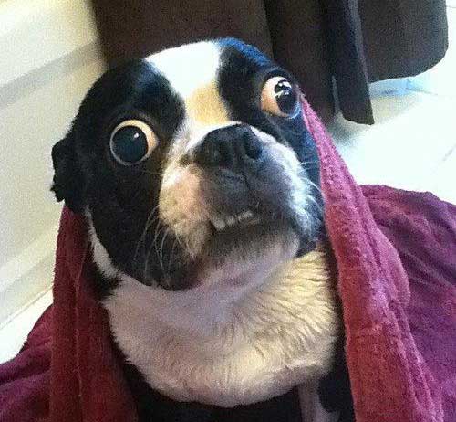 Whitney Wisconsin The Dog F**ker is Now A Dog Killer : r/rage